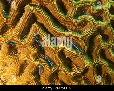 Brain coral (Diploria labyrinthiformis) . Dive site John Pennekamp ...