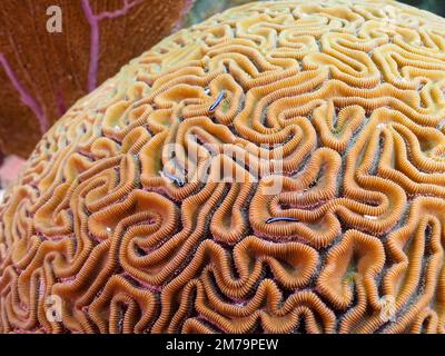 Brain coral (Diploria labyrinthiformis) . Dive site John Pennekamp ...