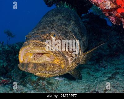 Atlantic goliath grouper (Epinephelus itajara) with open mouth at ...