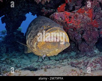 Atlantic goliath grouper (Epinephelus itajara) with open mouth at ...