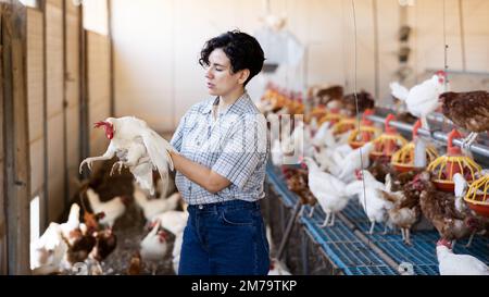 Hispanic woman poultry farm owner examining laying hens in coop Stock ...