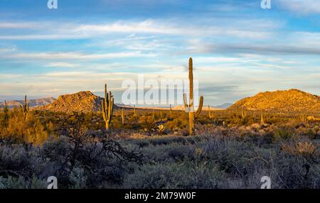 Wide Ratio Desert Landscape View With Cactus & Mountain Range At ...