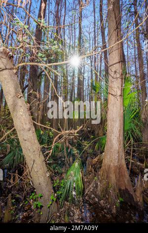 Nature scene at Highlands Hammock State Park Sebring Florida USA Stock ...