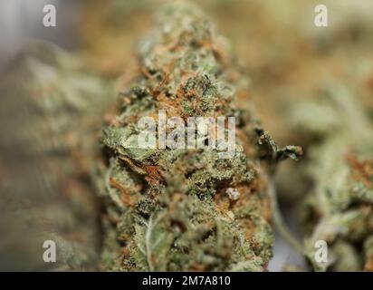 Medical marihuana buds close up background cannabis sativa super lemon ...