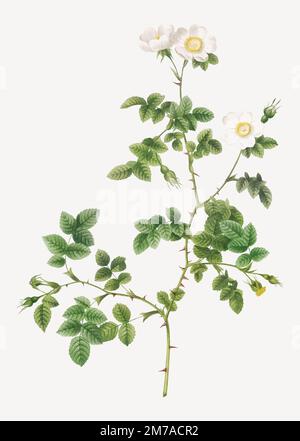 Vintage blooming sweetbriar rose vector Stock Vector Image & Art - Alamy
