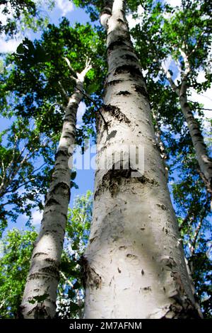 Bashang grassland in Inner Mongolia Stock Photo - Alamy