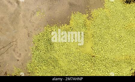 Chemical toxic waste from factory industry. Yellow sulphur powder ...