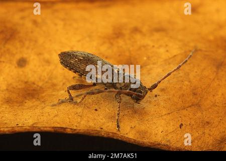 Longhorn beetle (Xylotoles sp Stock Photo - Alamy
