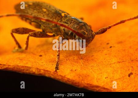 Longhorn beetle (Xylotoles sp Stock Photo - Alamy