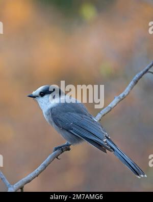 Gray Jay, the Canadian national bird, perched on stump at Lake Louise ...