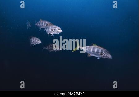 A school of kingfish tuna swimming underwater Stock Photo - Alamy