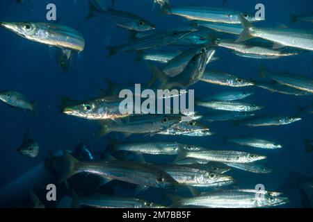 A huge group of barracuda fishes swimming in deep blue sea Stock Photo ...