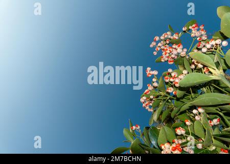 Flukey, chance plant. Euonymus japonicus. Medical plant. toxic red wild ...