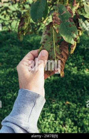 Gardener examining walnut tree leaf with fungal disease symptoms ...