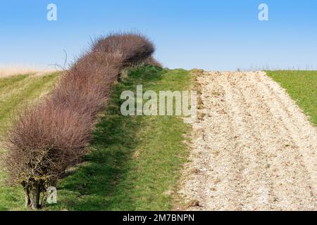 Buffer strip on either side of a hedge in an arable field to help ...