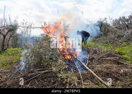 Wood burning after cutting the olive trees Stock Photo - Alamy