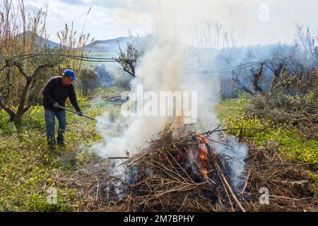 Wood burning after cutting the olive trees Stock Photo - Alamy