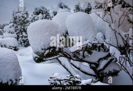 Snowy garden - a snowstorm, large caps of snow, large drifts on the ...