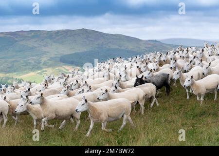 Flock of Cheviot Mule sheep on upland pasture near Selkirk in the ...