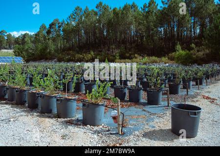 Many blueberry row, agro plastic pots,organic growing, summer ...