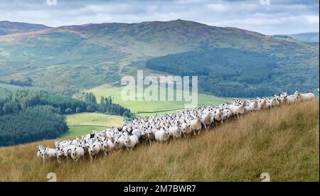 Flock of Cheviot Mule sheep on upland pasture near Selkirk in the ...