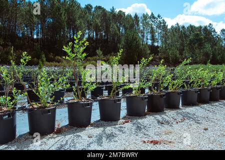 Many blueberry row, agro plastic pots,organic growing, summer ...