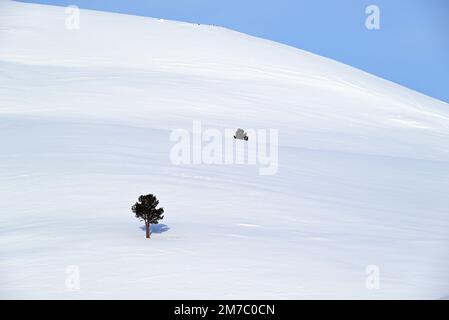 South of the village of Burfjord the mountain slopes are covered with ...