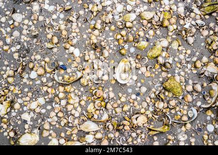 Mussel bank at the North Sea Stock Photo - Alamy