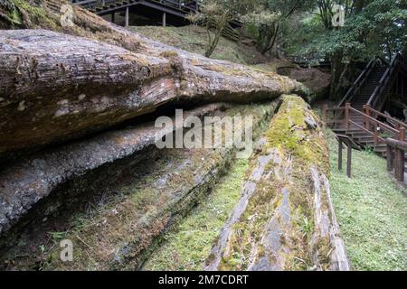 Relics of original sacred cypress tree at Alishan national forest ...