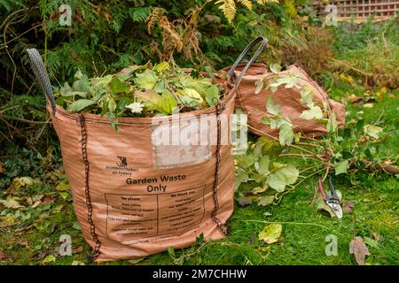 Hedge clippings bagged up ready for recycling in Monmouthshire, Wales ...