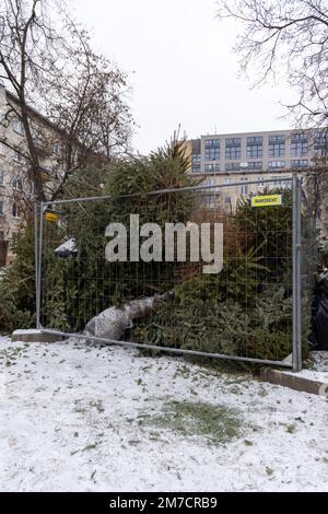 Huge pile of Christmas trees thrown out after Christmas and new year ...