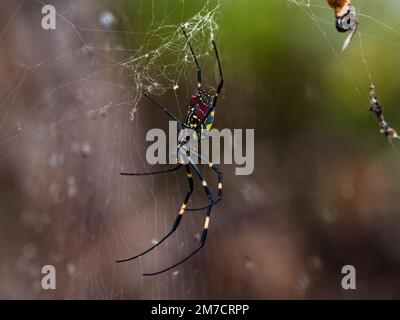 A large, colorful joro spider, trichonephila clavata, rests on its web ...