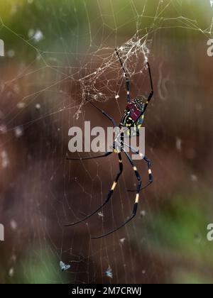 A large, colorful joro spider, trichonephila clavata, rests on its web ...