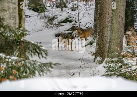 group of wolves hunting in the forest under the snow background ...