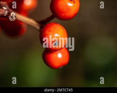 Extreme macro photos of small red kurogane holly berries, Ilex rotunda ...