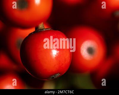 Extreme macro photos of small red kurogane holly berries, Ilex rotunda ...