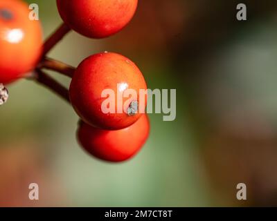 Extreme macro photos of small red kurogane holly berries, Ilex rotunda ...