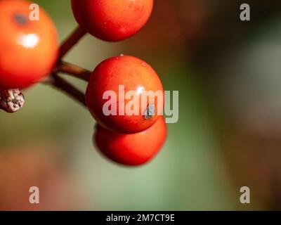 Extreme macro photos of small red kurogane holly berries, Ilex rotunda ...