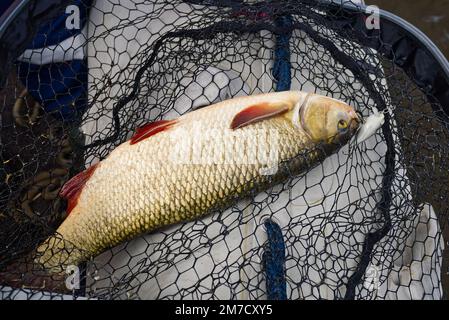 Ide fish in the hands of the angler. Big Ide fish Stock Photo - Alamy