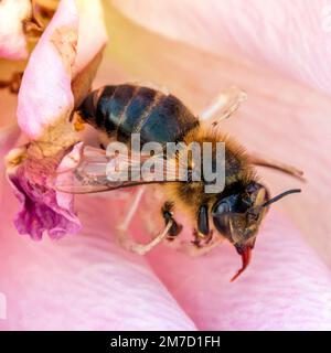 Spanish Honey Bees 'Apis mellifera' on comb in Andalucia, Spain Stock ...