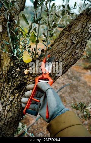 A person uses garden shears to cut red berries from a bush. The scene ...