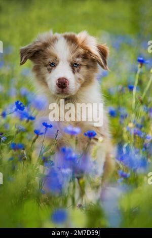 Border collie puppy in a cornflower field Stock Photo - Alamy