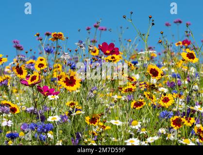 Colourful wildflowers blooming outside Savill Garden, Egham, Surrey, UK ...