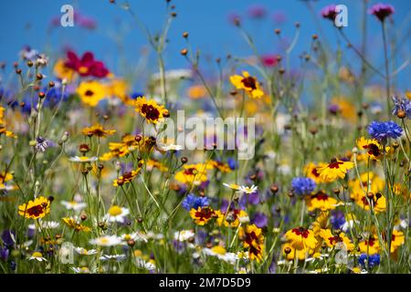 Colourful wildflowers blooming outside Savill Garden, Egham, Surrey, UK ...