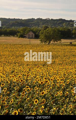 Domme, sun flower field Stock Photo - Alamy