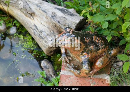 A clay frog used as a garden ornamnet sitting next to a small garden ...