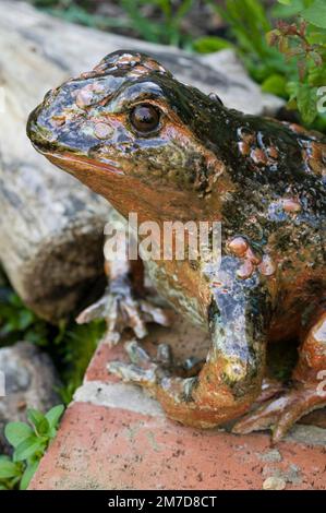 A clay frog used as a garden ornamnet sitting next to a small garden ...