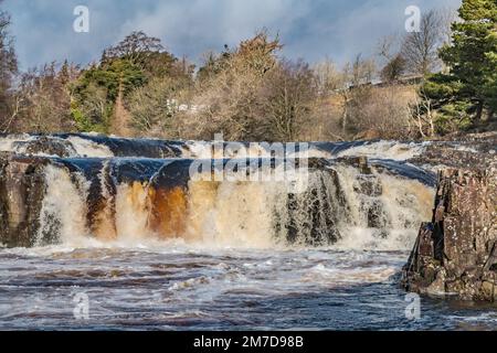A swollen River Tees at Low Force Waterfall in strong early spring ...