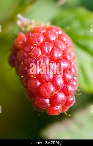A large Logan berry plant with red berry seen close up in detail Stock ...