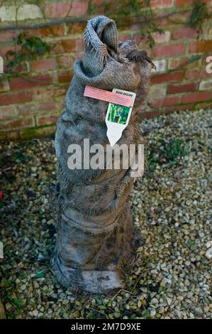 A Musa Basjoo bananna plant wrpaped up in old cloth and sack to protect ...